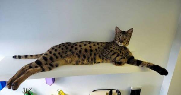 Gato entra para Guiness World Records como o maior do mundo. Conheça o ...