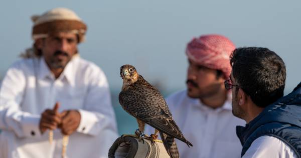 Como é a relação com os pets no Catar, o país sede da Copa do Mundo de ...