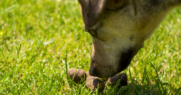 Copofragia: o que faz os pets comerem fezes? Como identificar e qual o ...